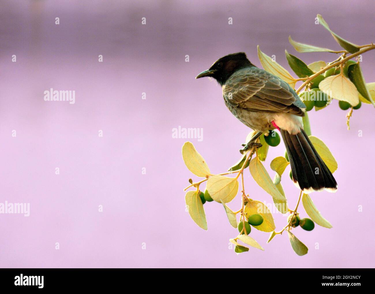 Red vented bulbul Stock Photo - Alamy