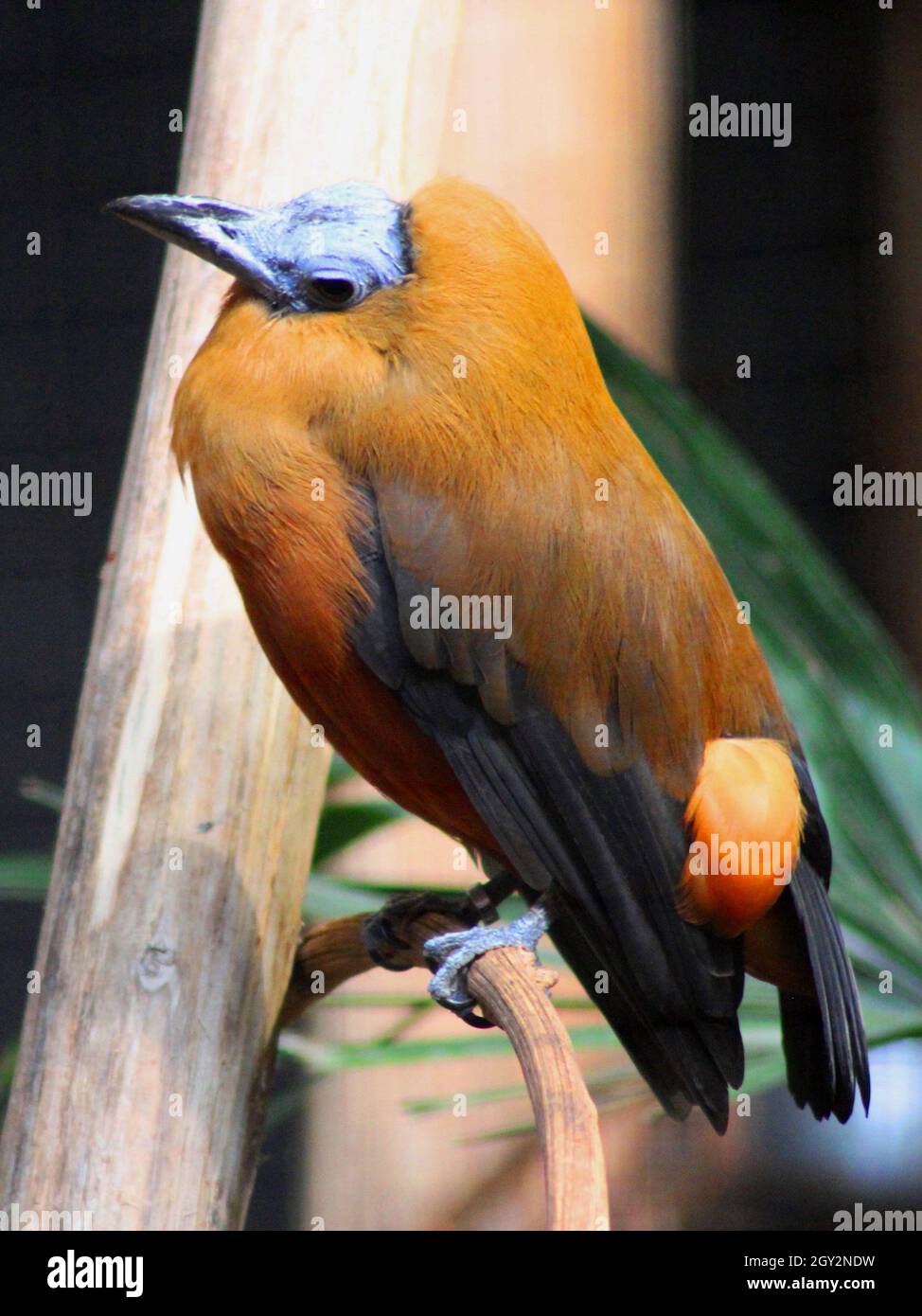 Capuchin bird perched on branch hi-res stock photography and images - Alamy