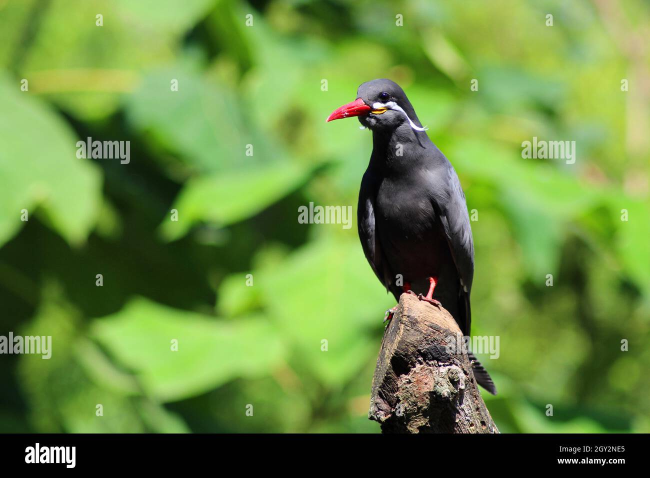 Inca tern bird perched on a broken tree branch Stock Photo - Alamy