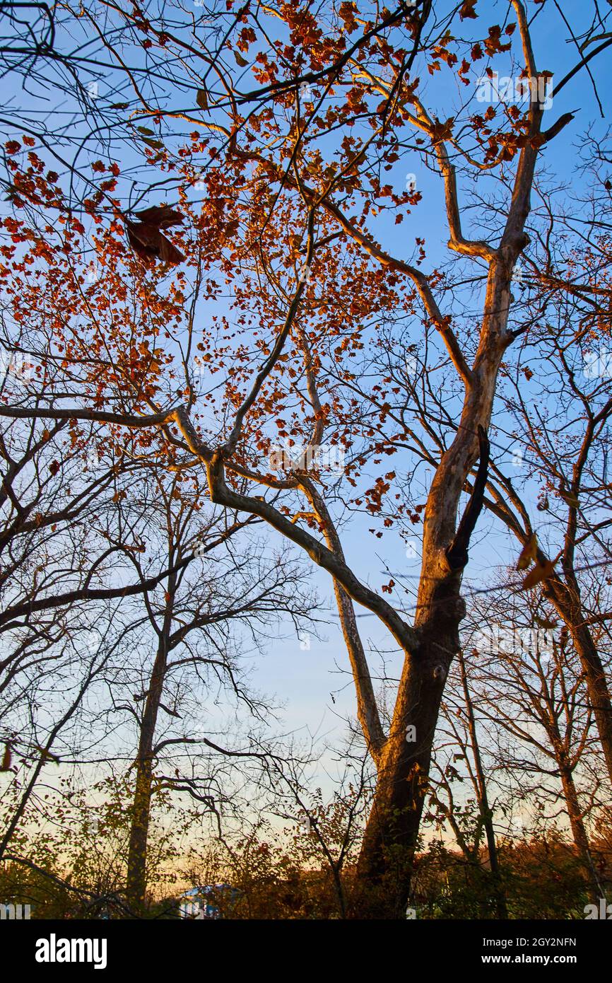 Fall trees in forest with a few red leaves left against sunset light ...