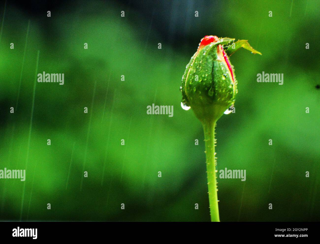 Nikon rose photographs hi-res stock photography and images - Alamy