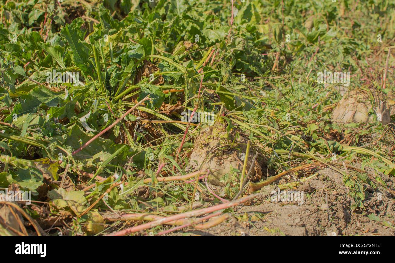 Sugar beet harvesting machine hi-res stock photography and images - Alamy