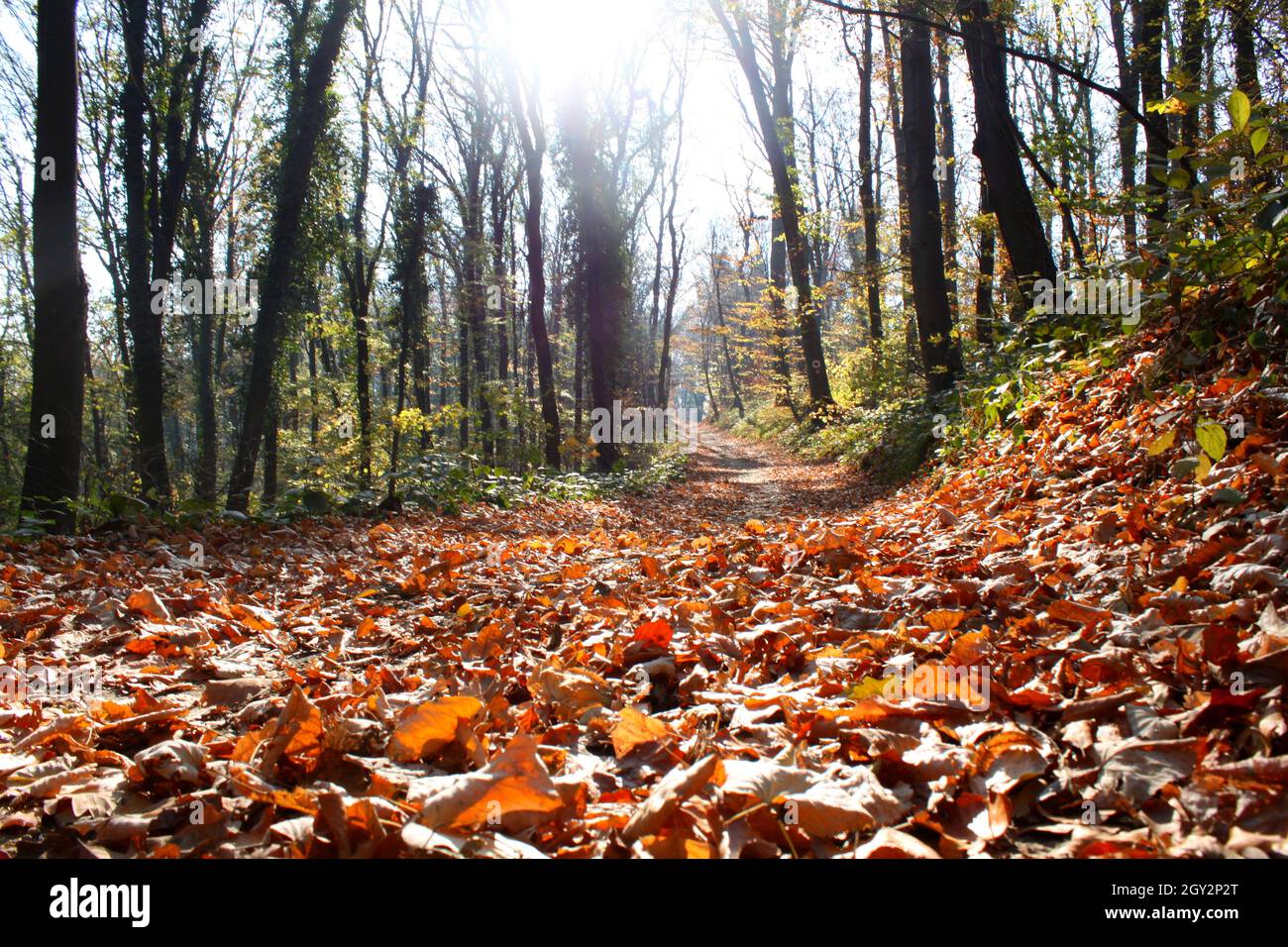 Forst path hi-res stock photography and images - Alamy