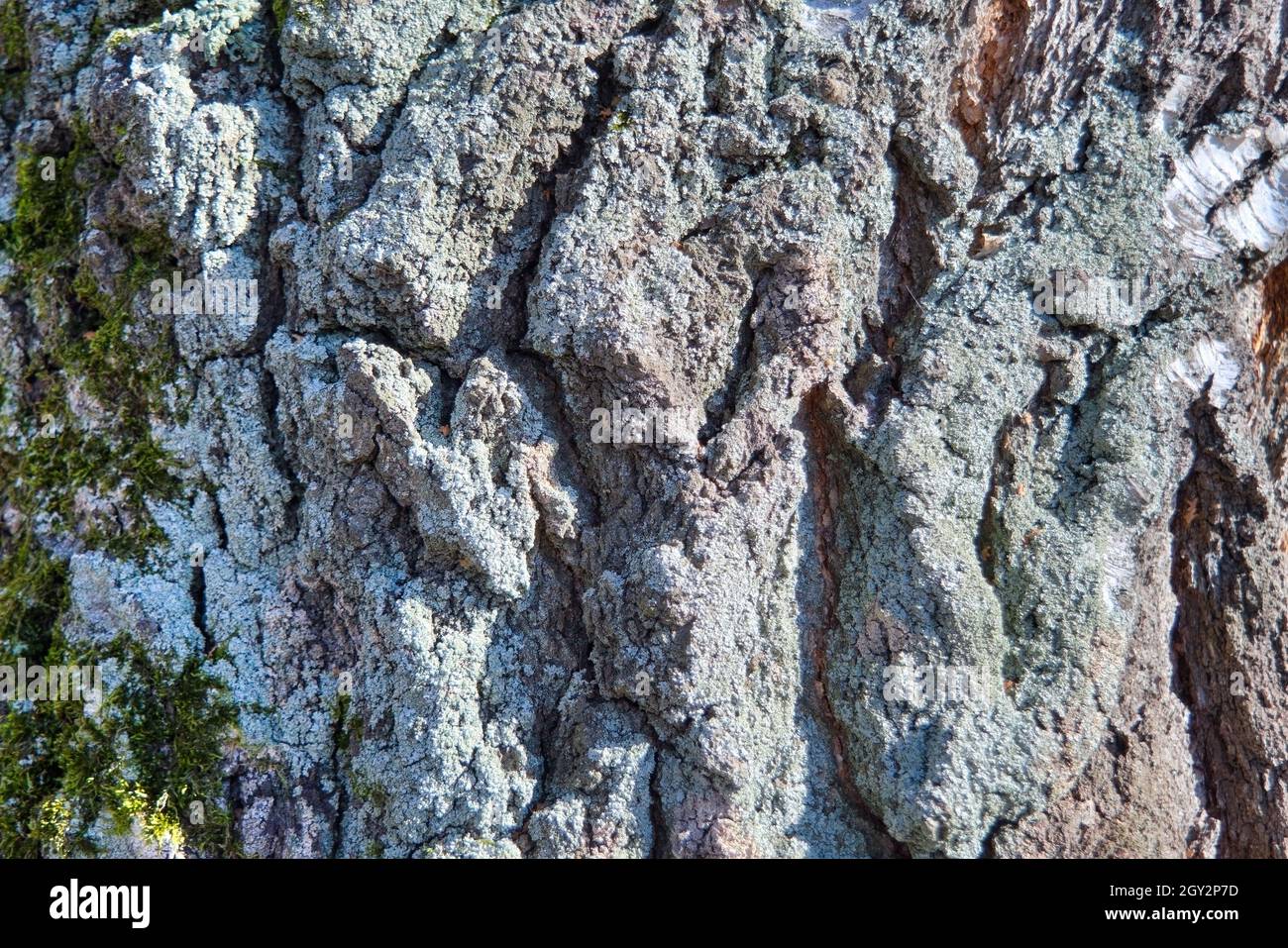Natural structure of the bark of a pine tree. Highly detailed tree bark ...