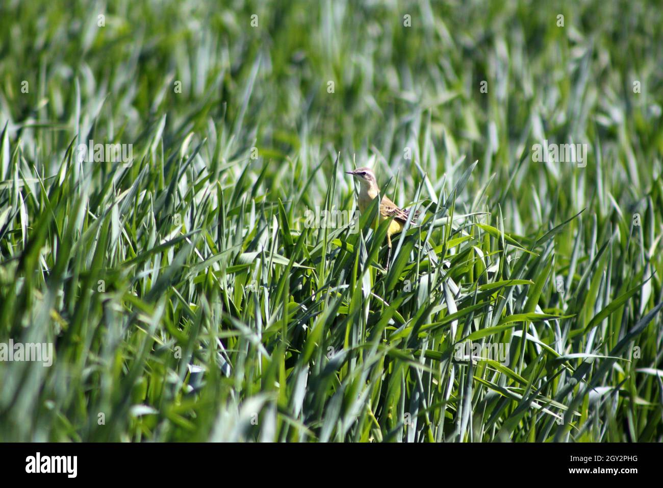 Western yellow wagtail in green crop plants Stock Photo - Alamy