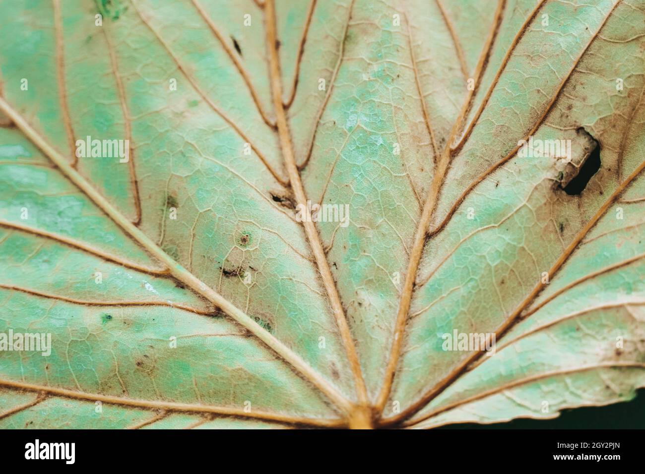 Caterpillar damage to a leaf hi-res stock photography and images - Alamy