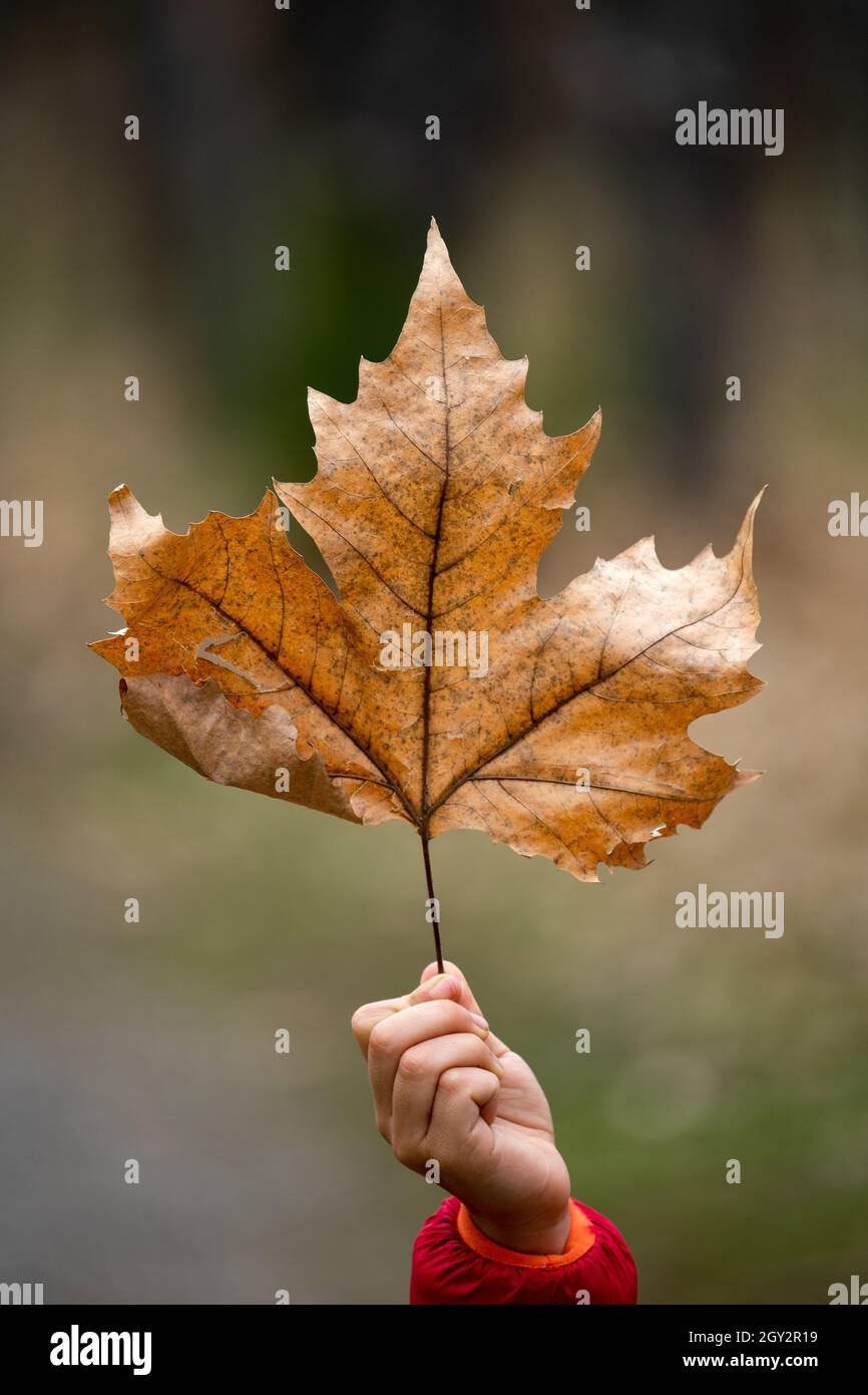 Hand with leave hi-res stock photography and images - Alamy