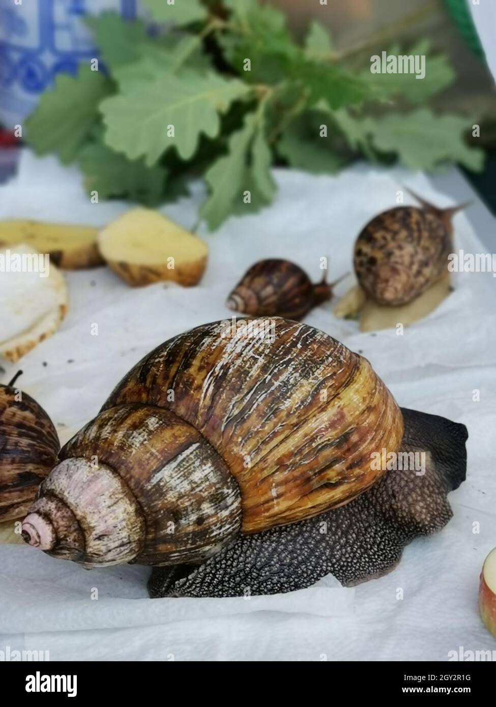 Closeup of cooked snail Stock Photo - Alamy