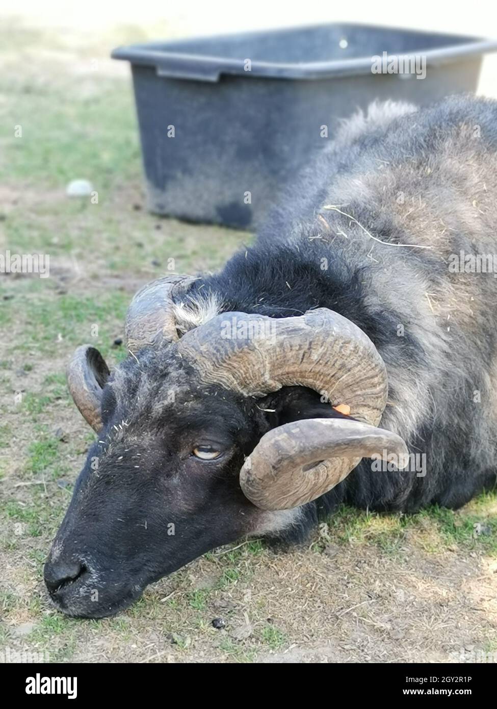 Closeup of a tired black ram laying on the ground in a village Stock ...