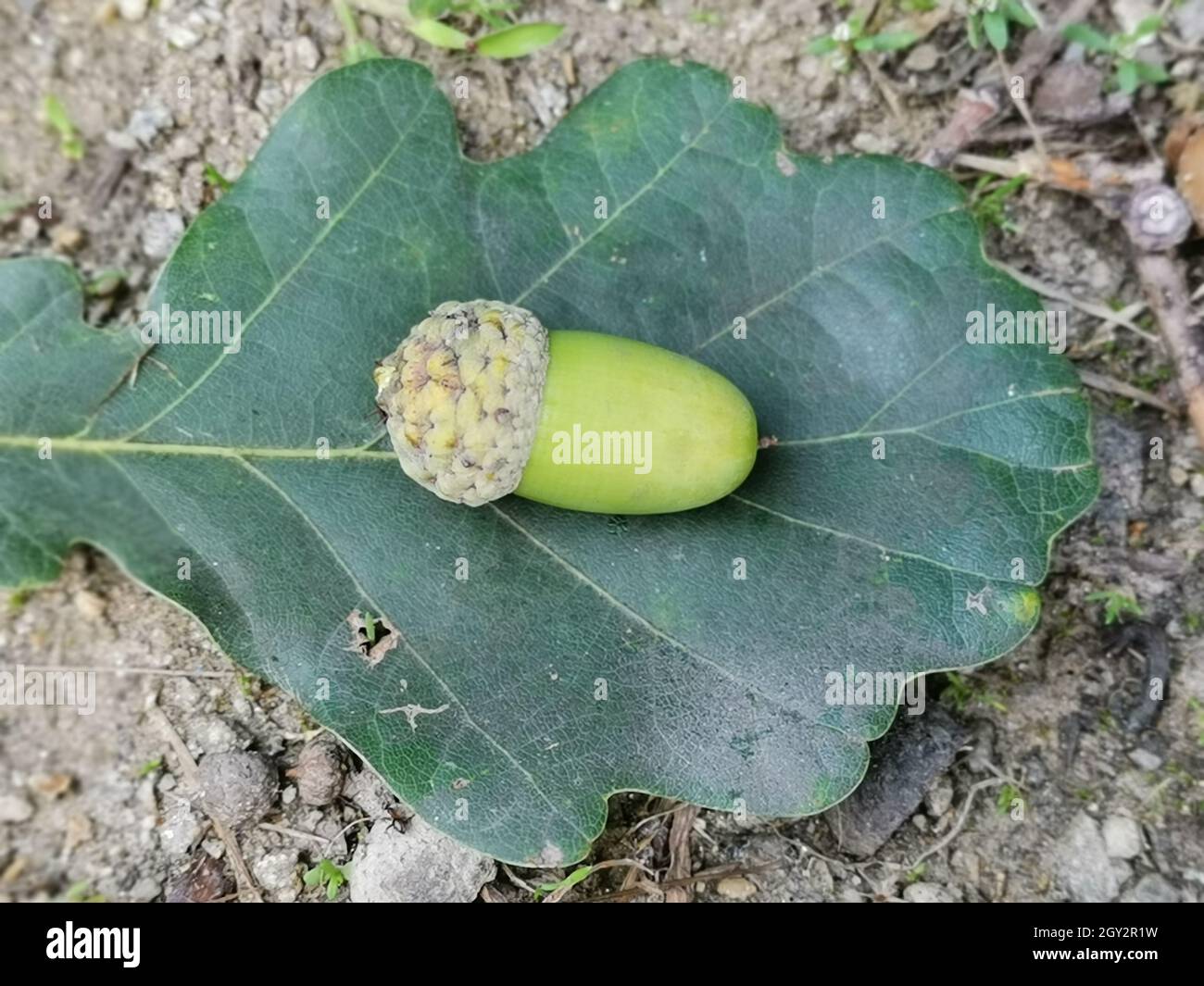 Acorn mast hi-res stock photography and images - Alamy