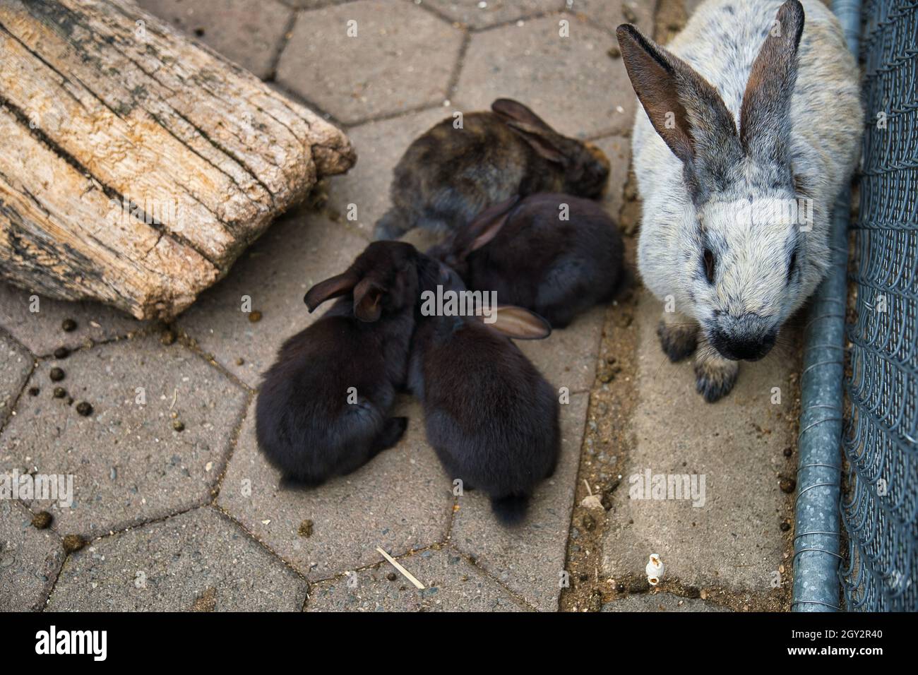 Group of rabbits cuddling together Stock Photo - Alamy