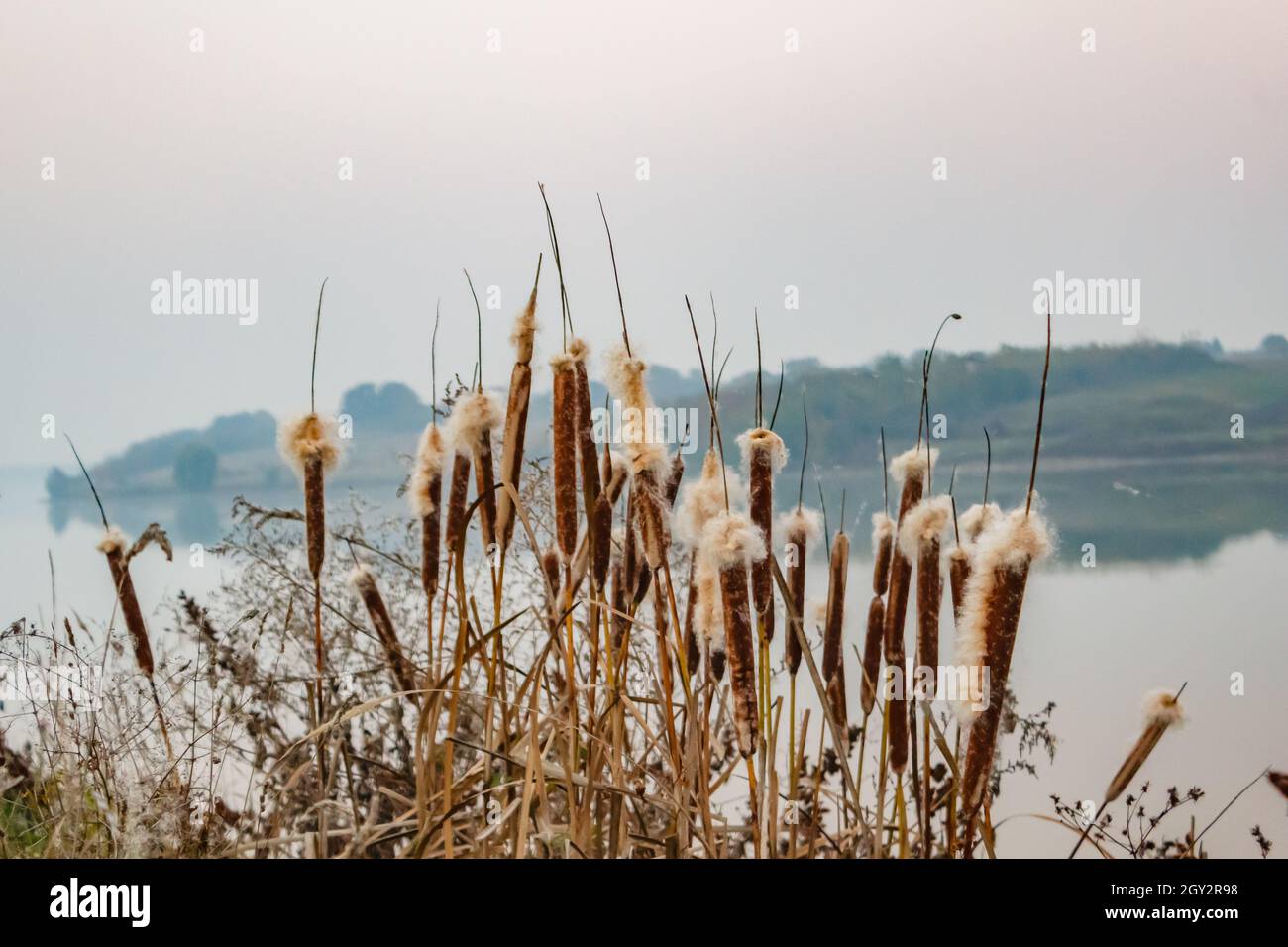 Dry cattails along the lakeshore Stock Photo - Alamy