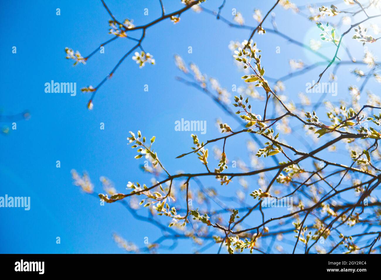 Landscape view of green budding leaves on branches against a blue sky ...