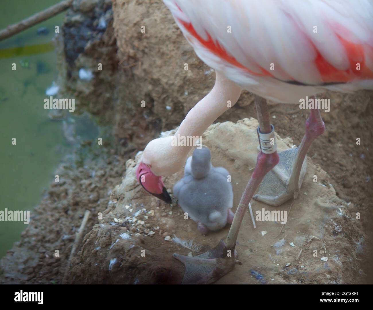 Flamingo chick swim hi-res stock photography and images - Alamy