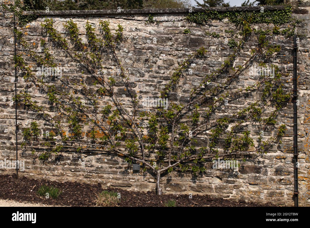 Apricot fan trained hi-res stock photography and images - Alamy