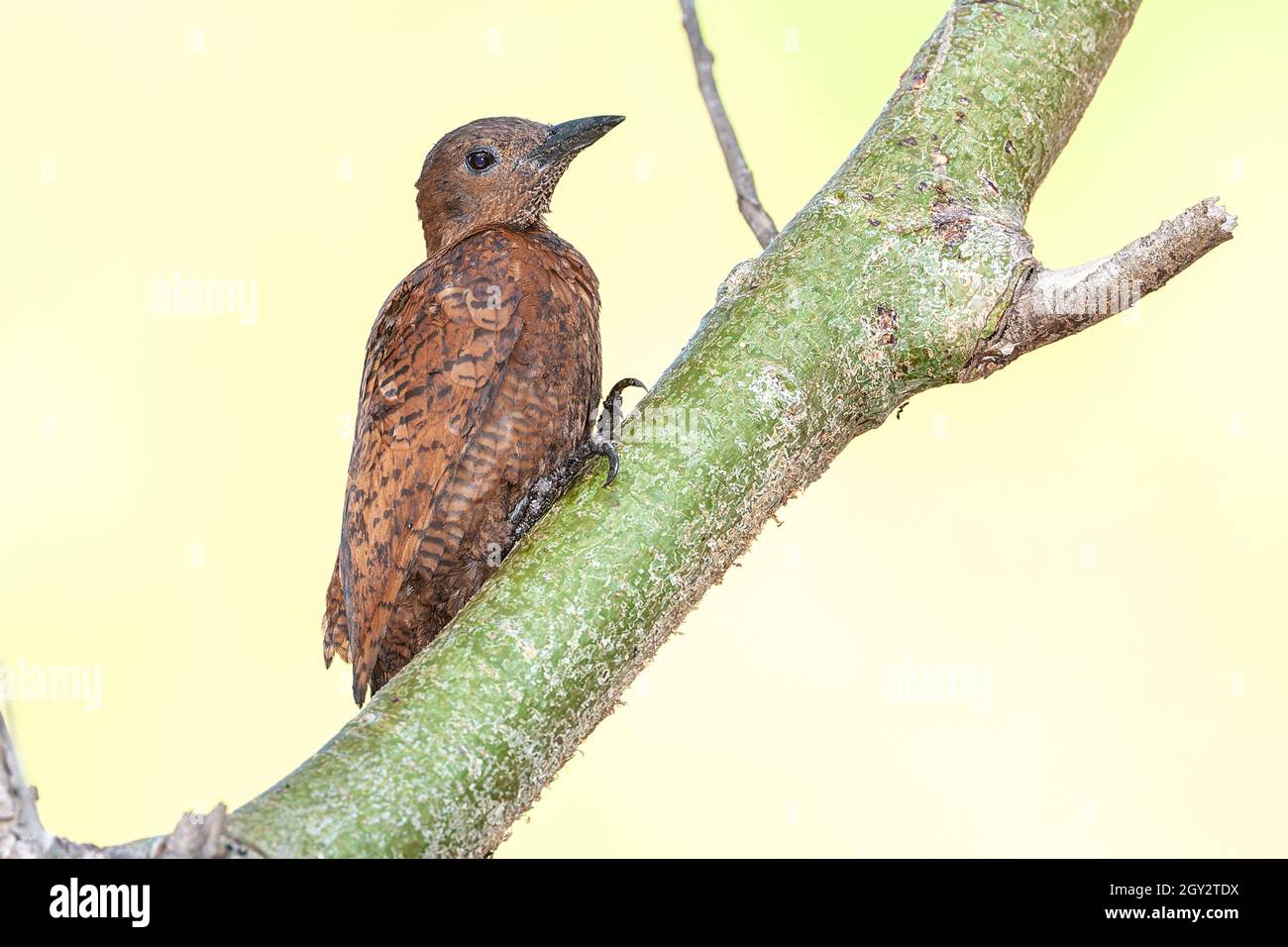 Canopy foraging woodpeckers hi-res stock photography and images - Alamy