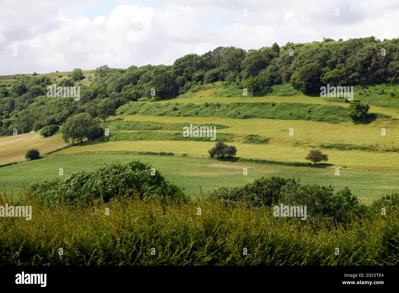 Cam long down, Uley, Dursley, walk, walks, walking, countryside ...
