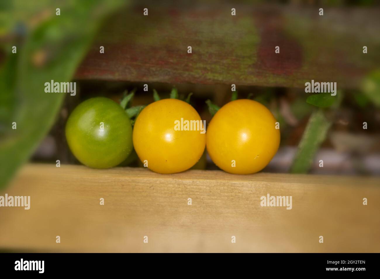 Bite sized tomatoes on the vine growing in an English urban garden ...