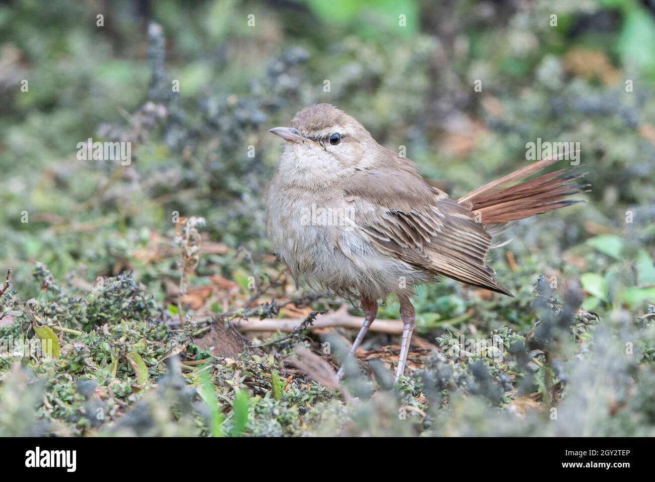 Robin With Grubs High Resolution Stock Photography and Images - Alamy