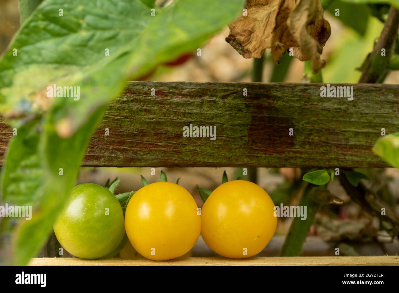 Bite sized tomatoes on the vine growing in an English urban garden ...