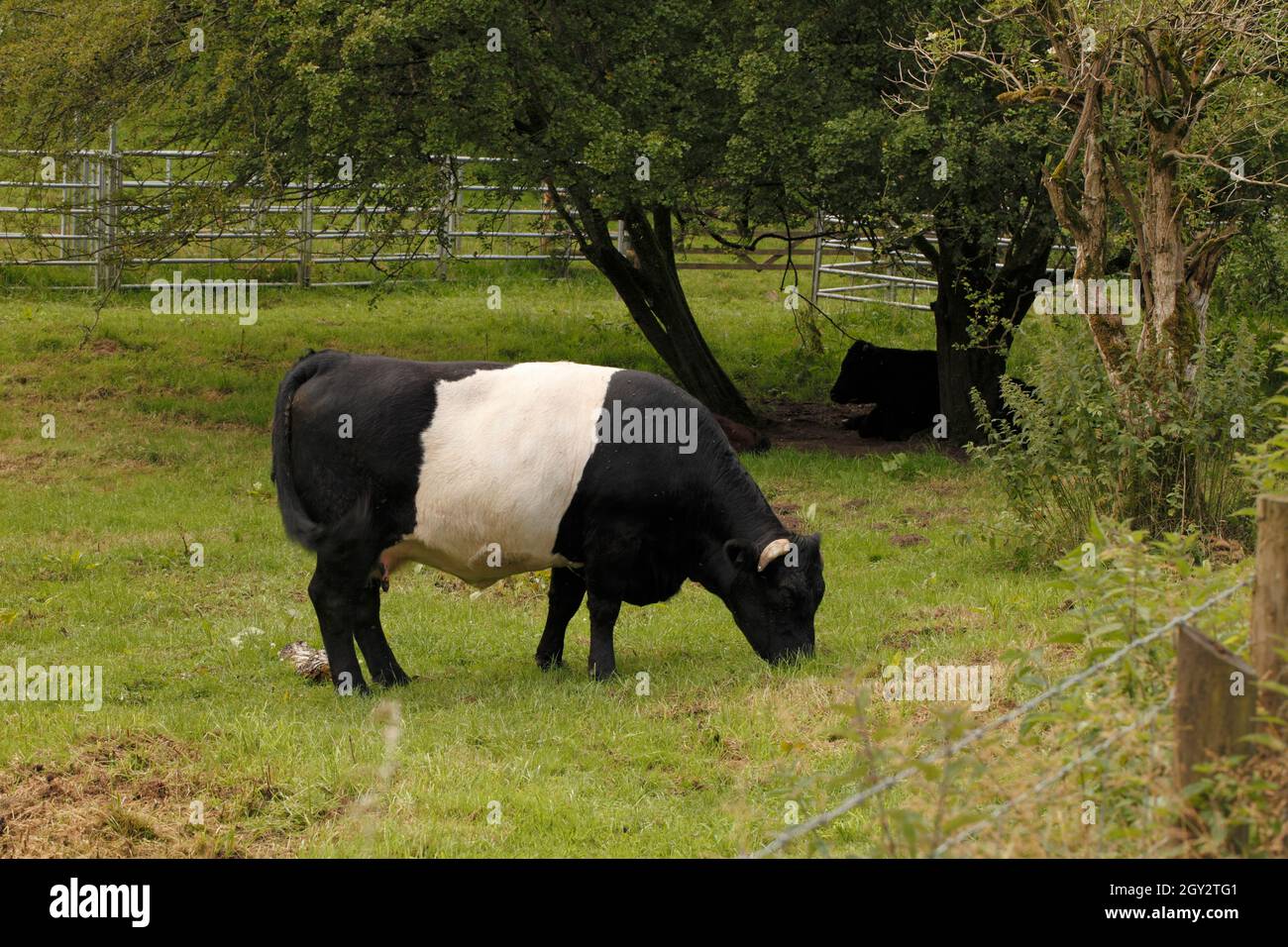 Belted Galloway cow, black and white variety or variant Stock Photo - Alamy