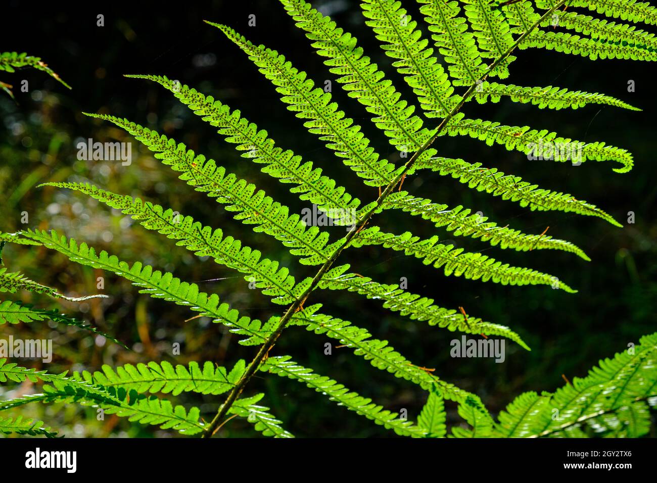 Fern leaf: bright green leaf backlit with sunlight with a dark ...