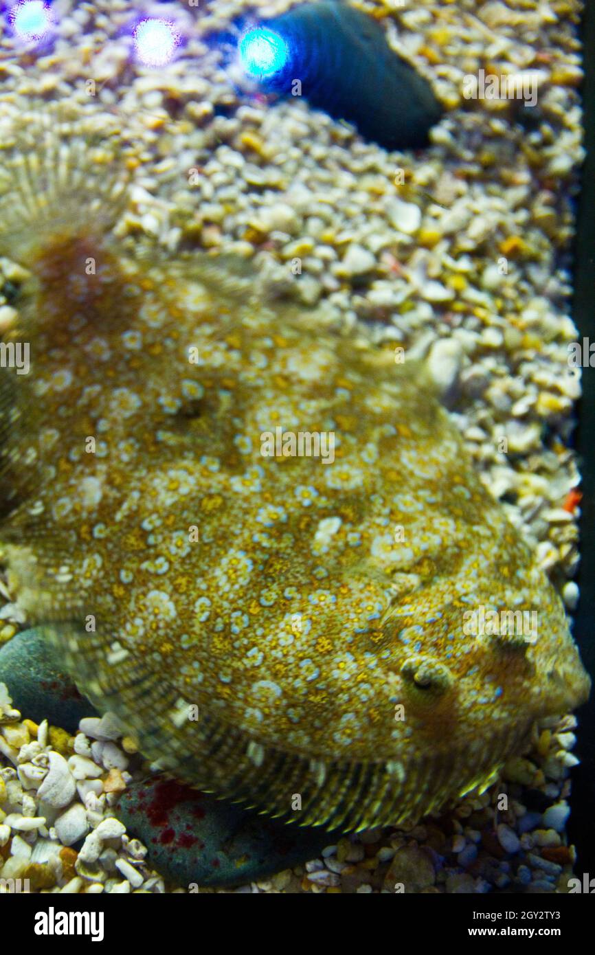 Flat yellow fish with daisy like patterns floats in an aquarium Stock ...