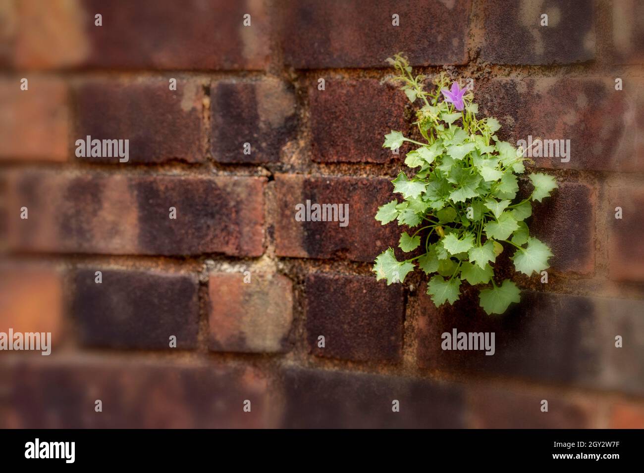 Determination, tiny flowering plant growing out of a sheer brick wall ...