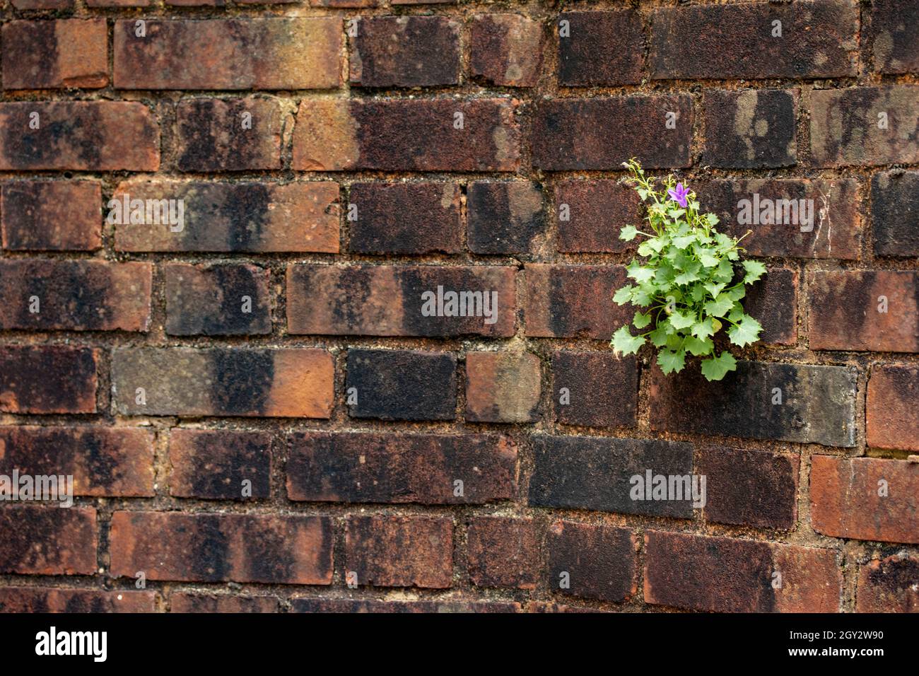 Determination, tiny flowering plant growing out of a sheer brick wall ...