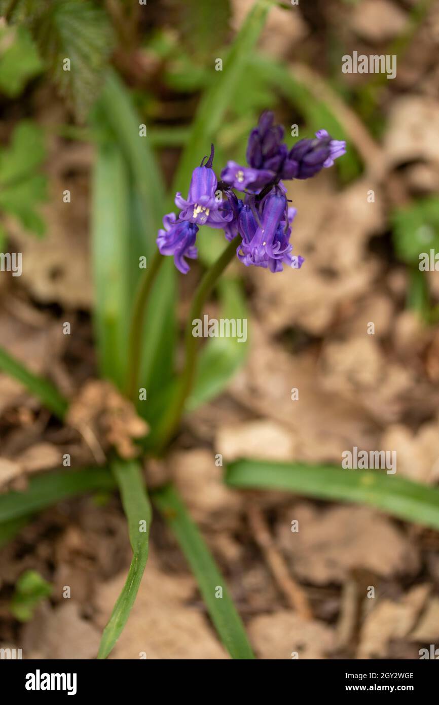 Mental wellbeing, spring awakening in a tranquil bluebell wood Stock ...