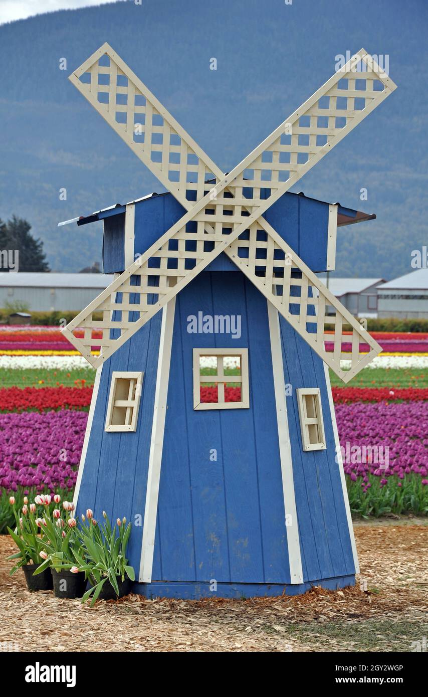 Decorative blue mini windmill in tulips garden Stock Photo - Alamy