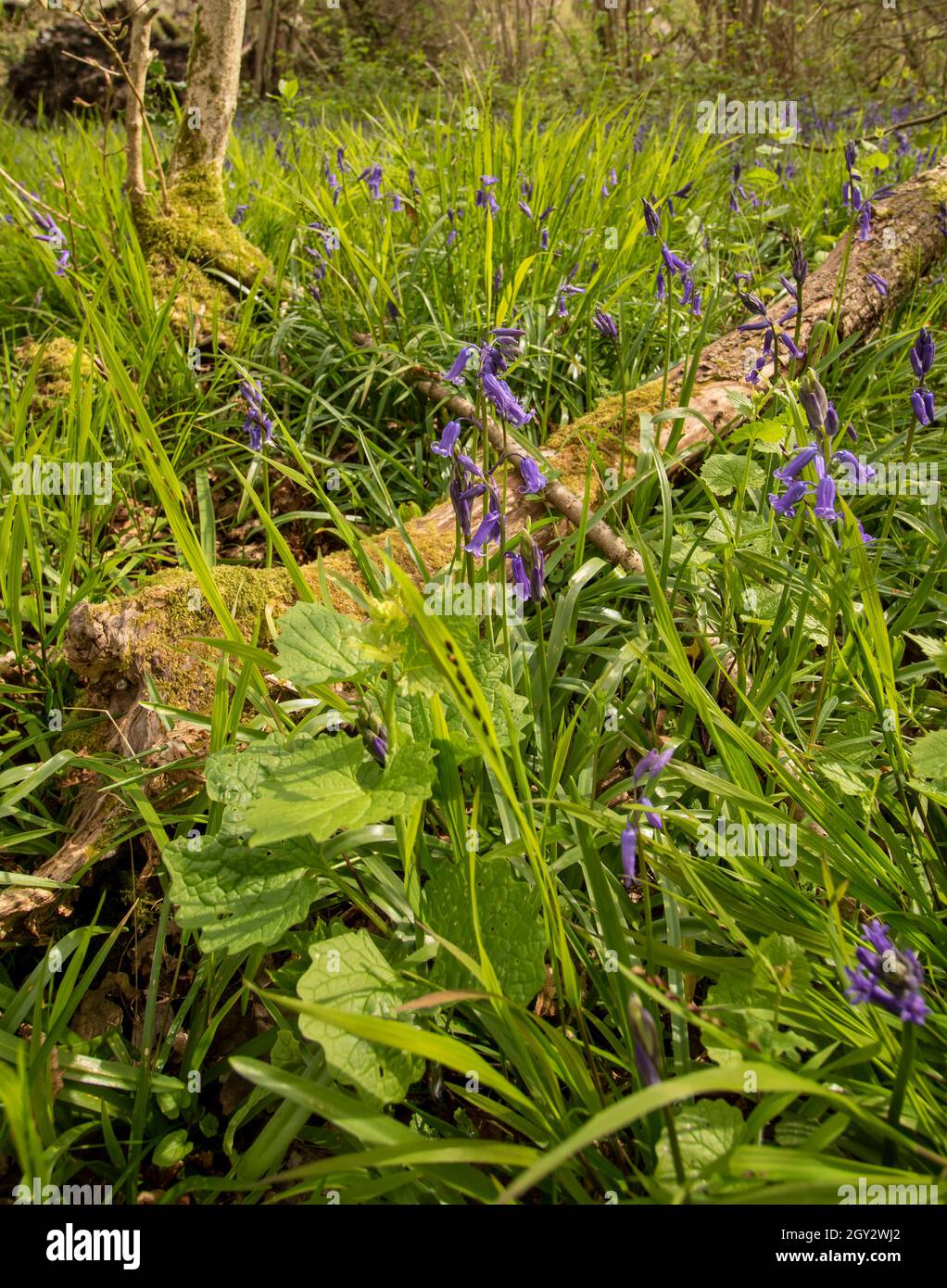 Mental wellbeing, spring awakening in a tranquil bluebell wood Stock ...
