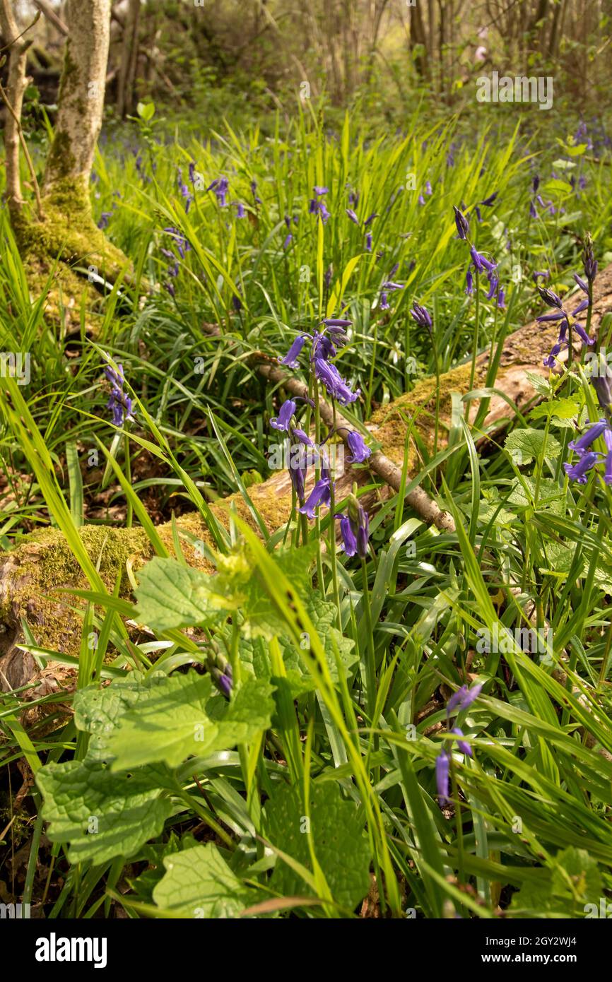 Mental wellbeing, spring awakening in a tranquil bluebell wood Stock ...
