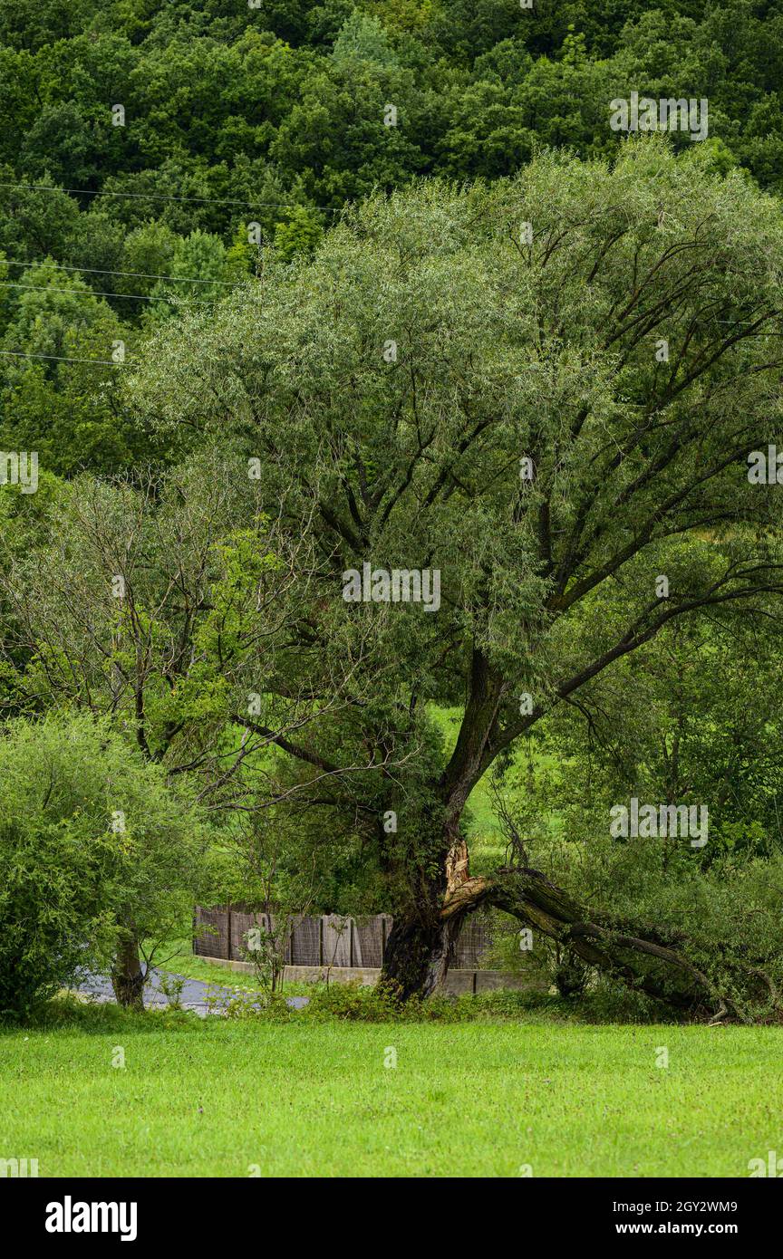 Landscape of a majestic old tree with a fallen branch after a storm ...