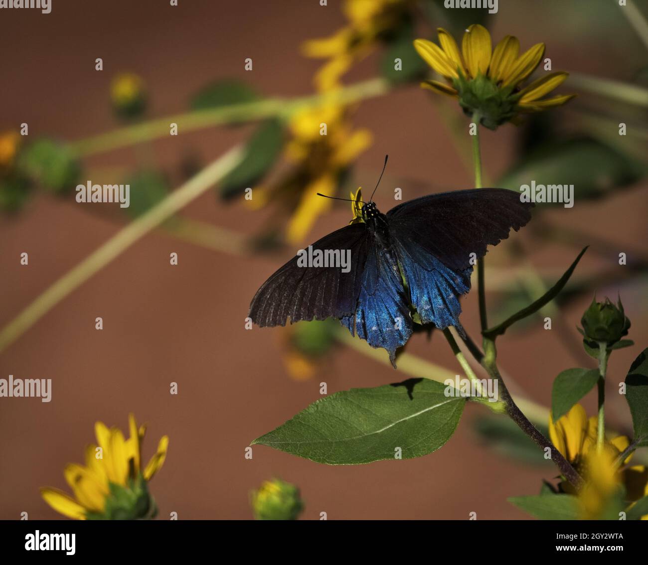 Beautiful blue open, dorsal wings of Pipevine Swallowtail Butterfly in ...