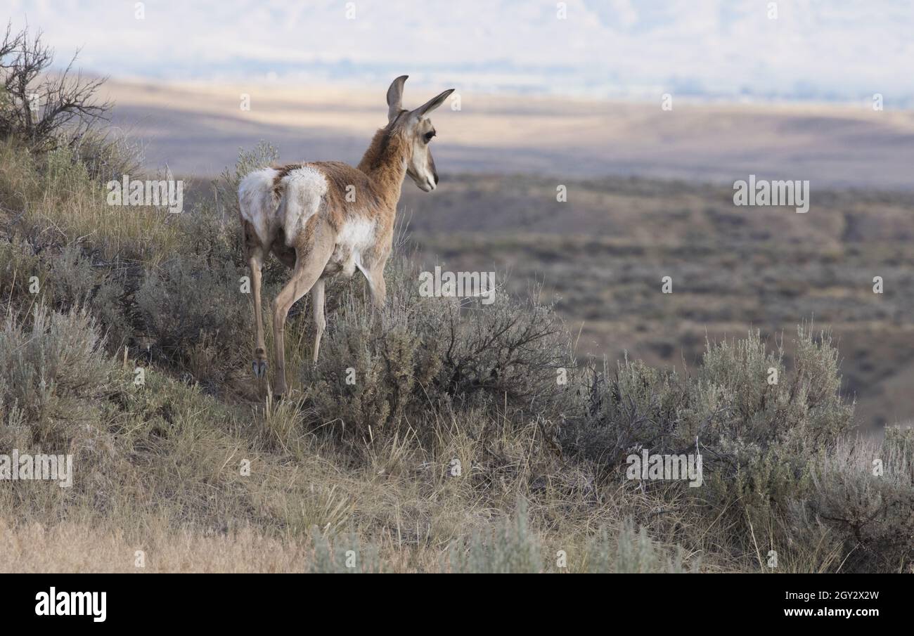 Pronghorn antelope without horns stands on slope and gazes across the ...