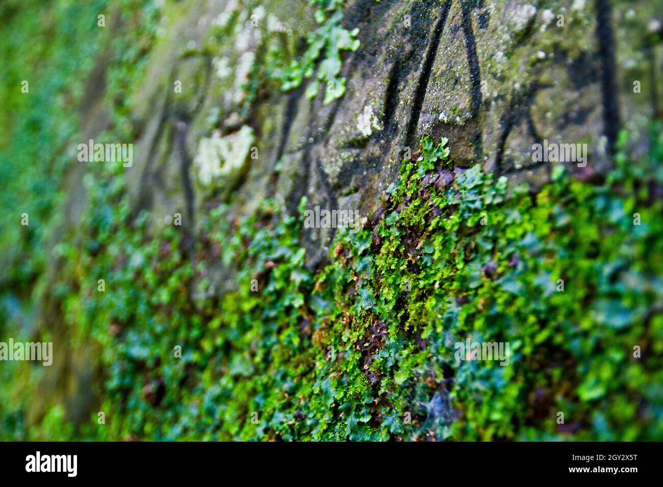 Bark face texture hi-res stock photography and images - Alamy