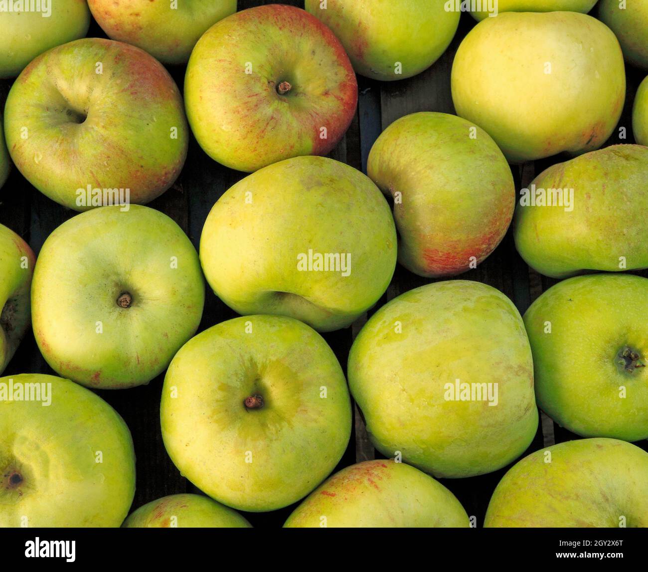 Apple 'Peasegood's Nonsuch', farm shop display, apples, malus domestica ...
