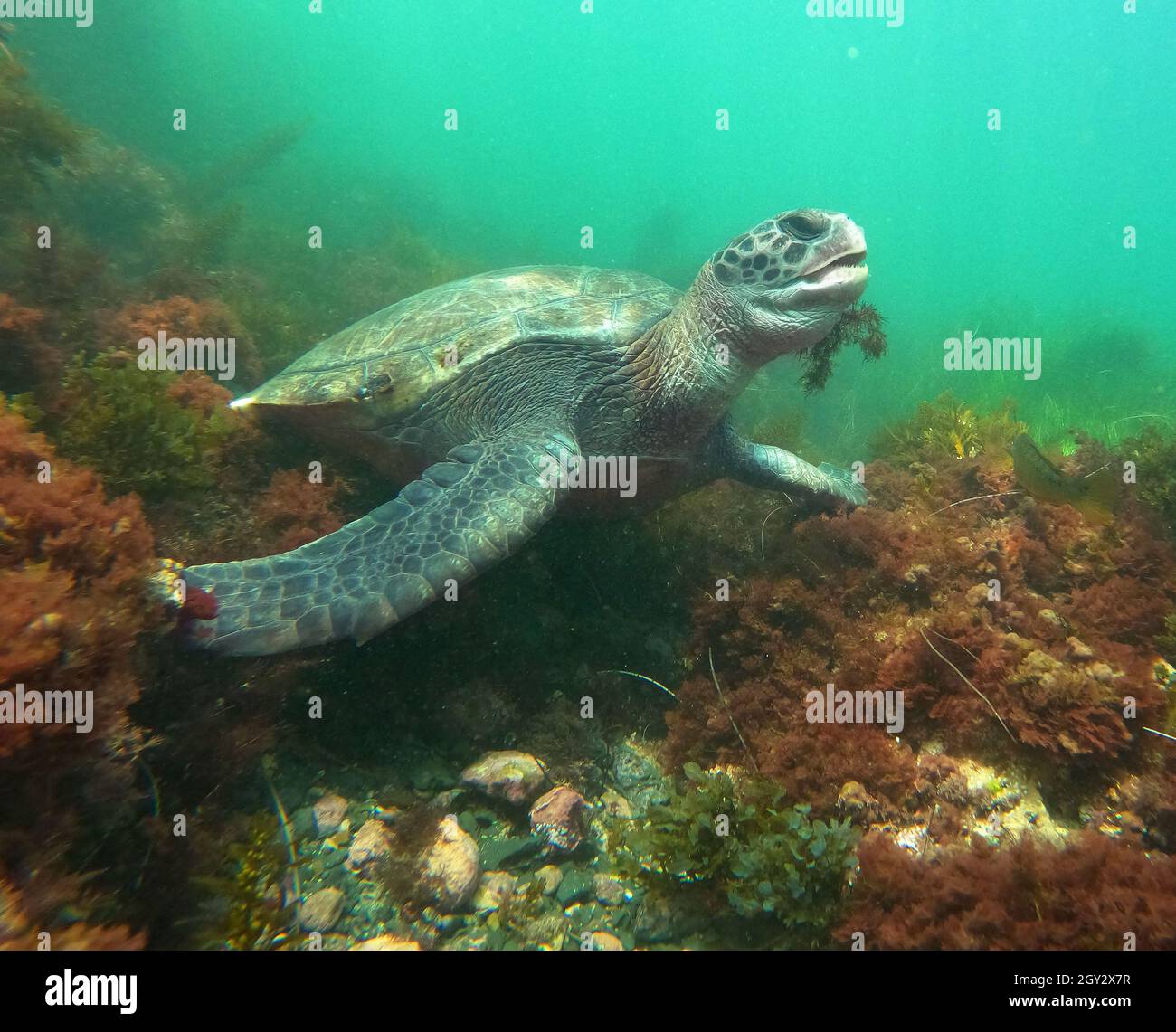 San Diego, California, USA. 2nd Oct, 2021. An East Pacific green sea ...
