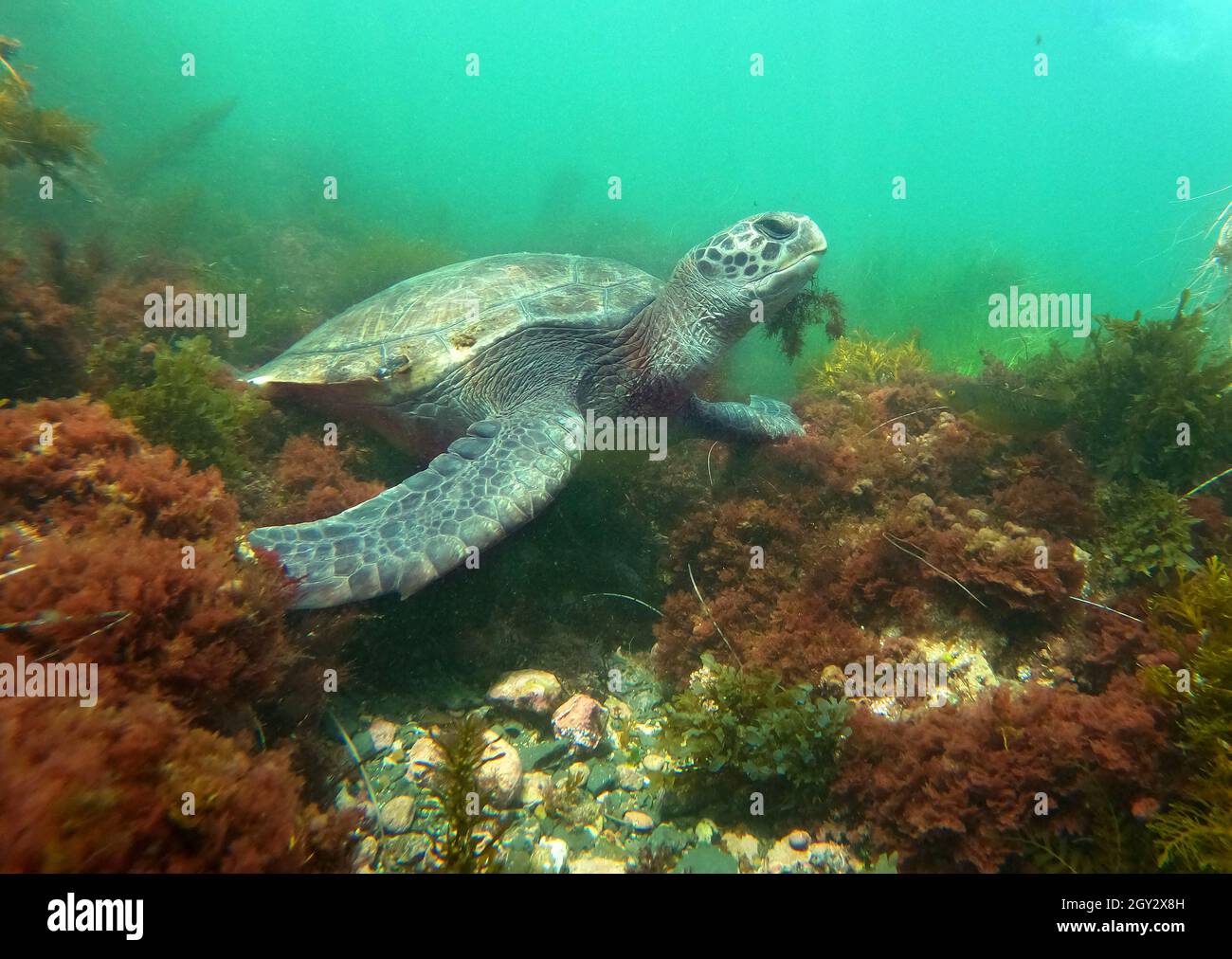San Diego, California, USA. 2nd Oct, 2021. An East Pacific green sea ...