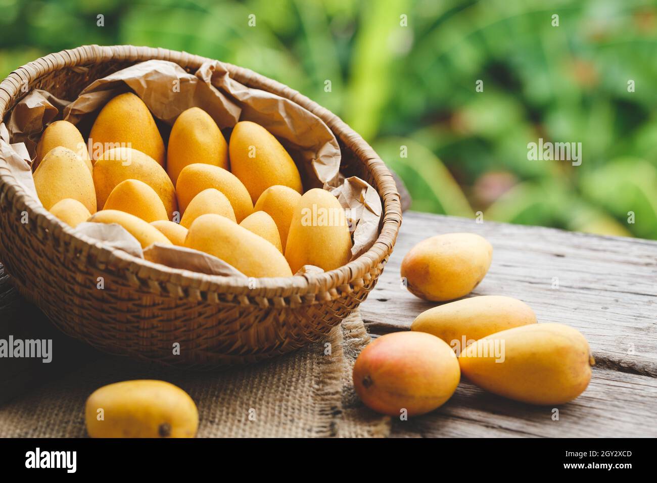 Ripe mangoes in a basket Stock Photo - Alamy