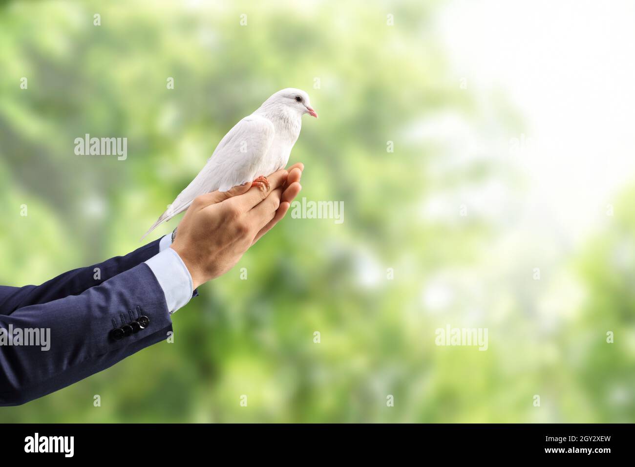 Male hands setting a white dove free in nature Stock Photo - Alamy