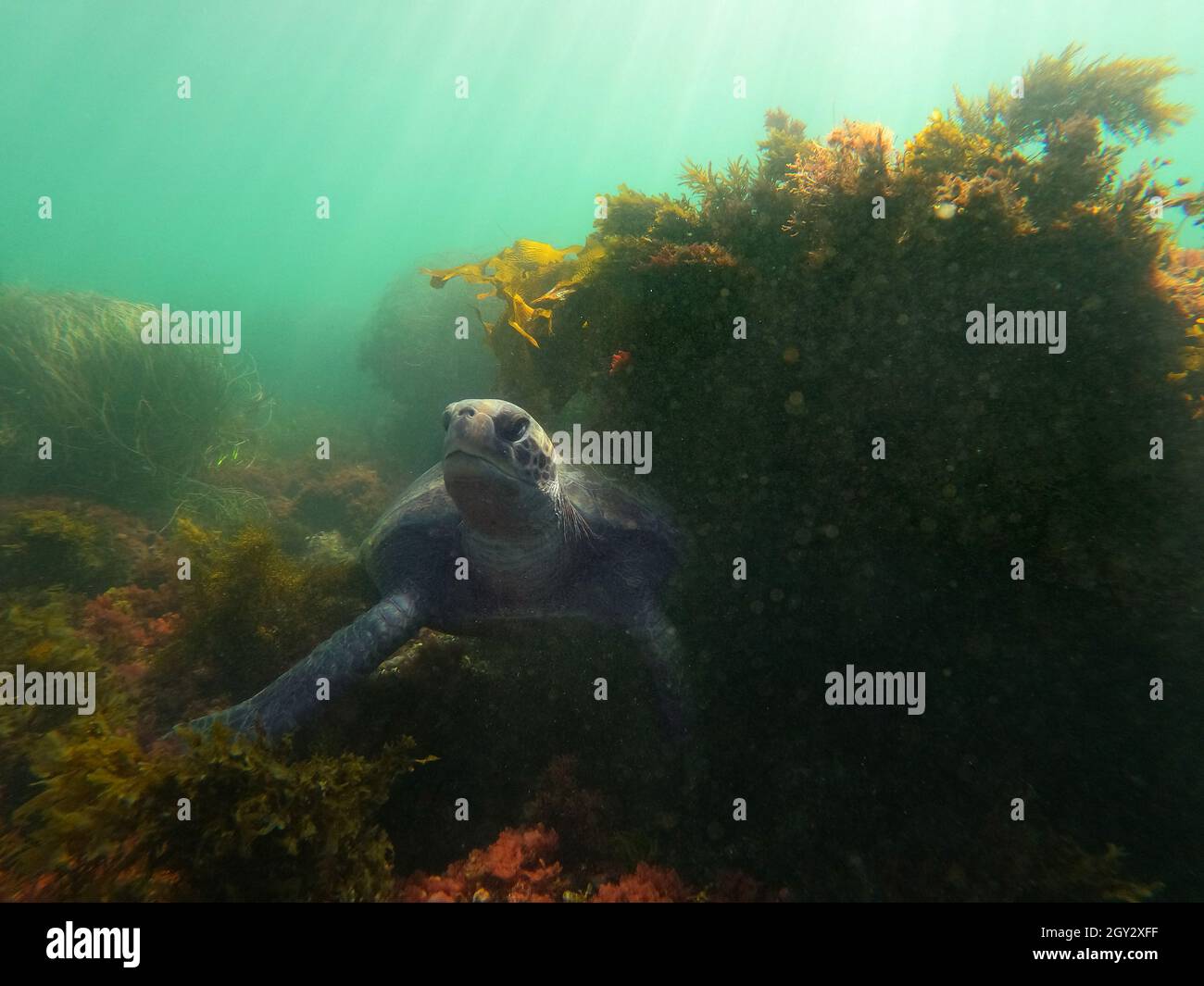 San Diego, California, USA. 2nd Oct, 2021. An East Pacific green sea ...