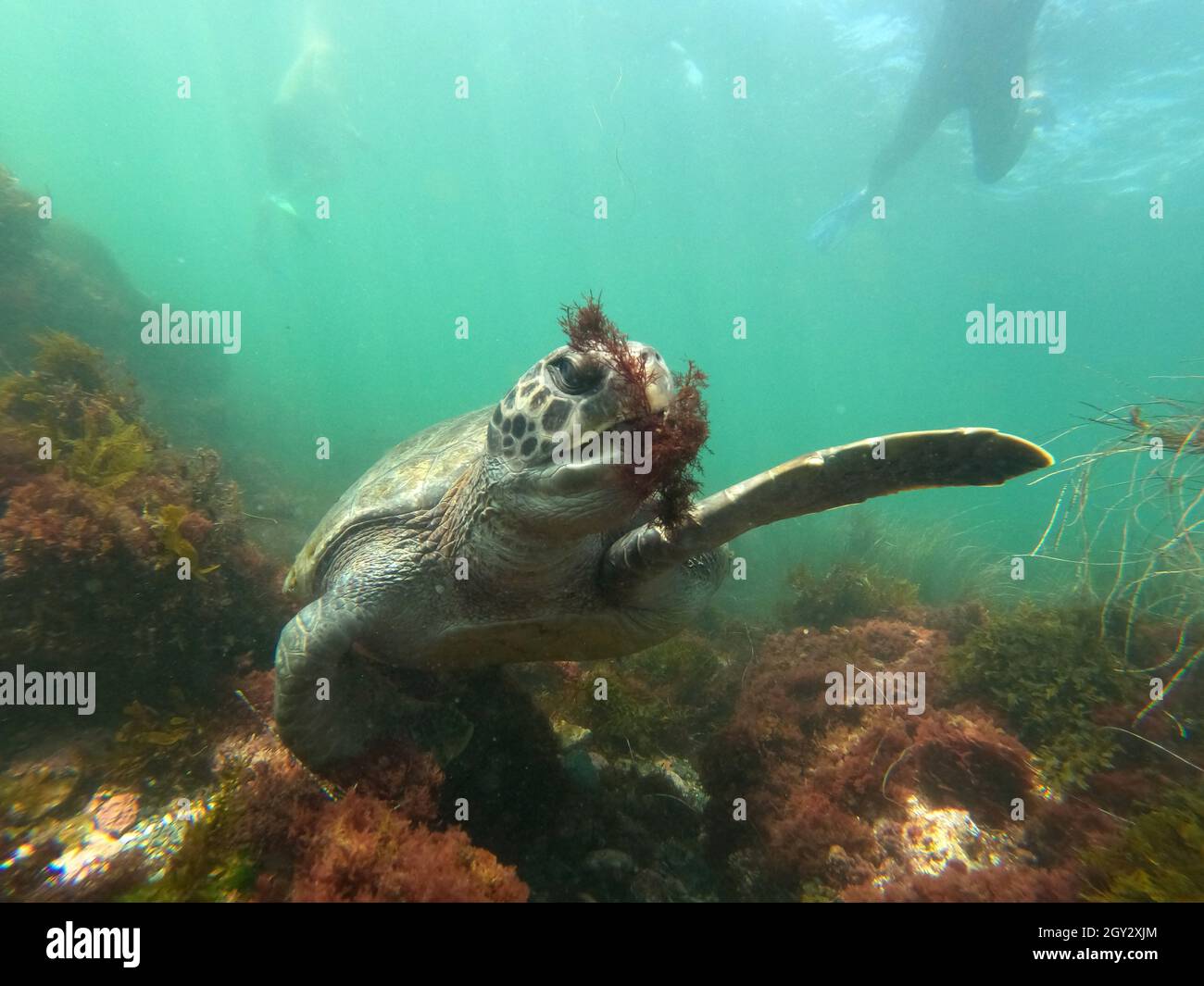 San Diego, California, USA. 2nd Oct, 2021. An East Pacific green sea ...