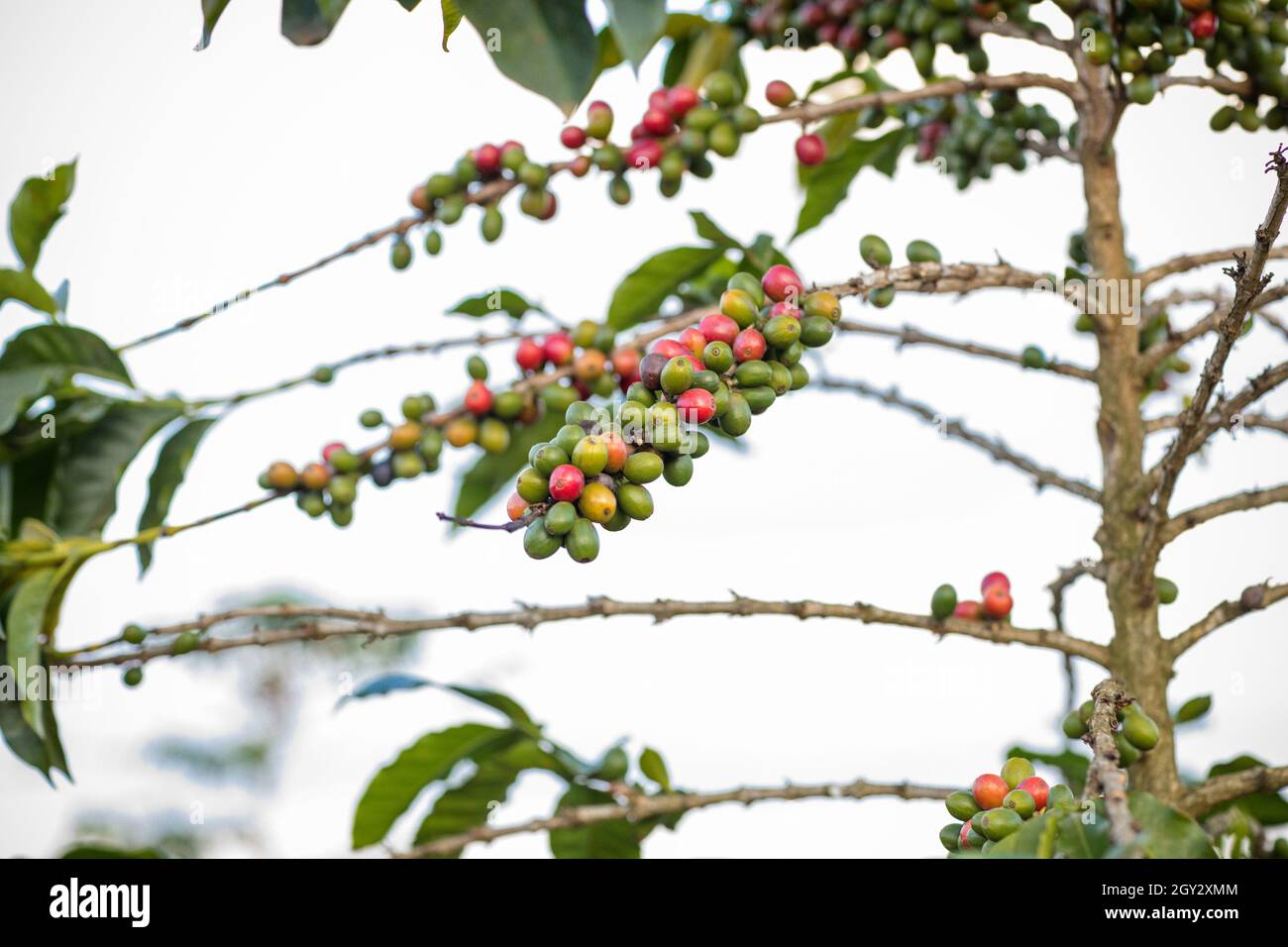 Coffee Beans Tree Farm in Ruiru Kiambu County Kenya Stock Photo - Alamy
