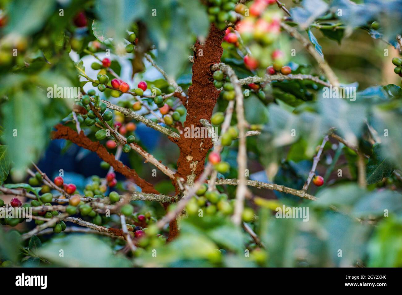 Coffee Beans Tree Farm in Ruiru Kiambu County Kenya Stock Photo - Alamy