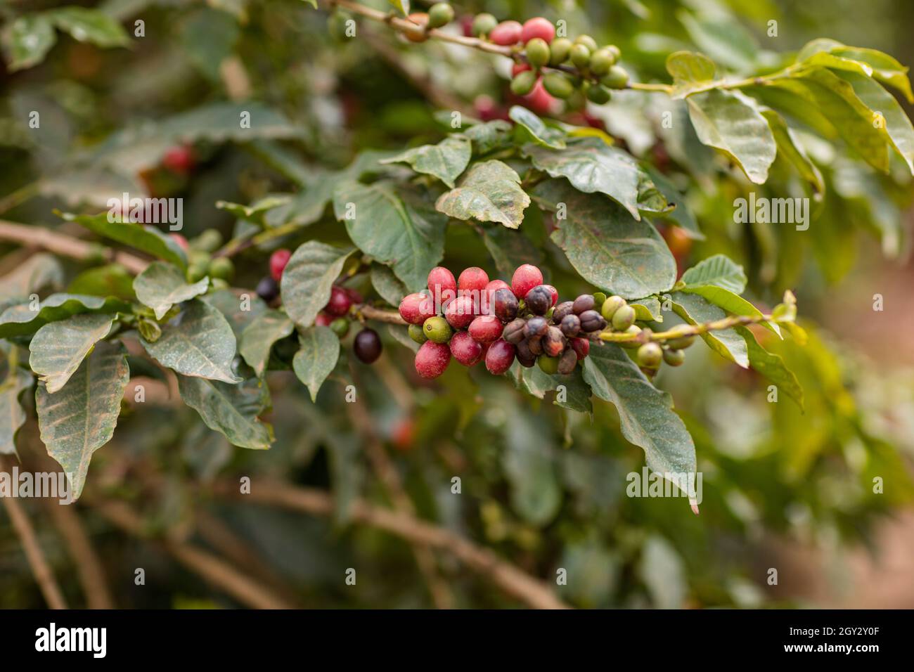 Coffee Beans Tree Farm in Ruiru Kiambu County Kenya Stock Photo - Alamy
