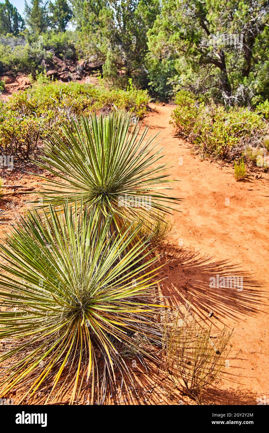 Spherical cacti along a red sand desert path Devils Bridge Stock Photo ...