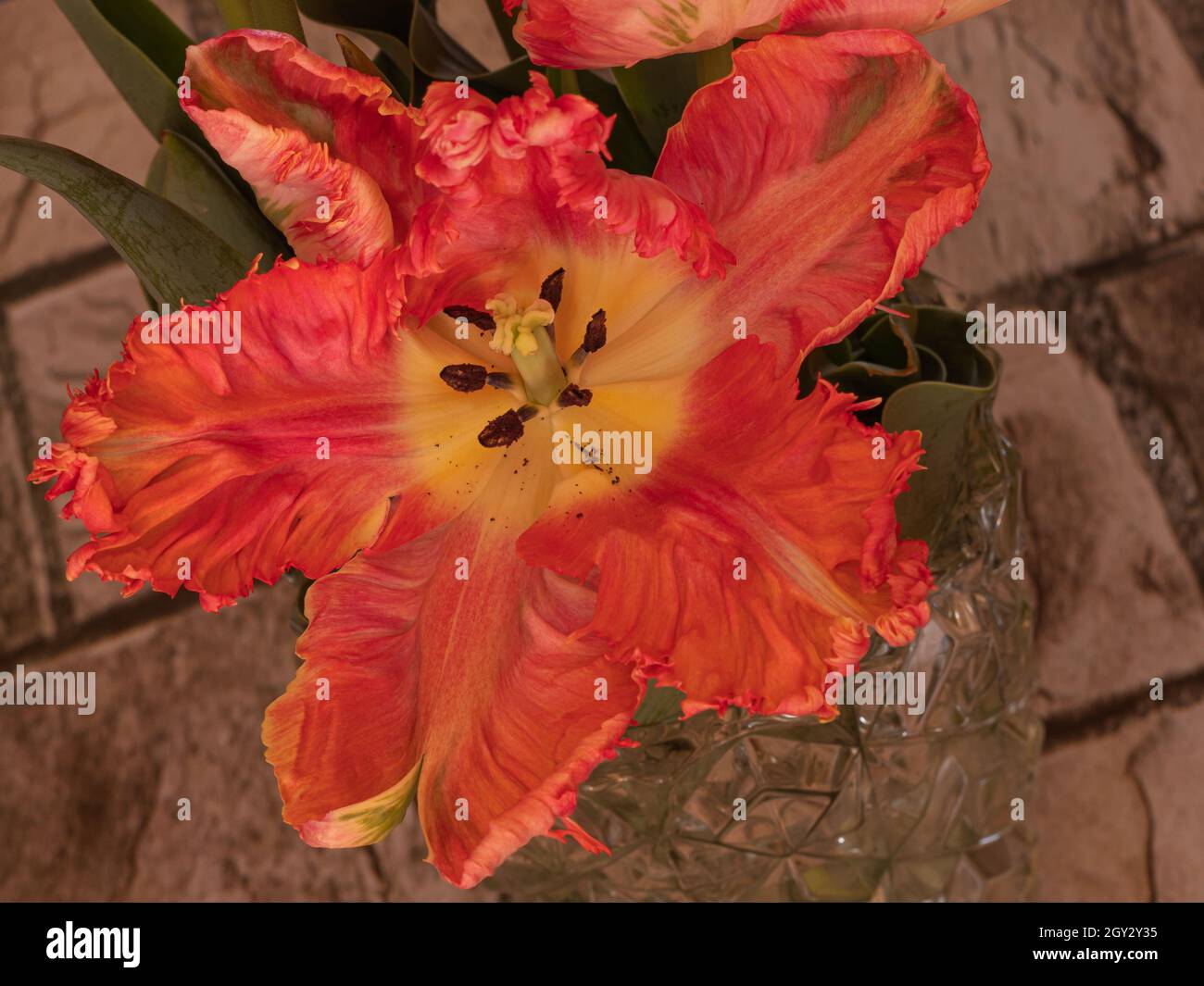 red tulips on brick stone background Stock Photo - Alamy