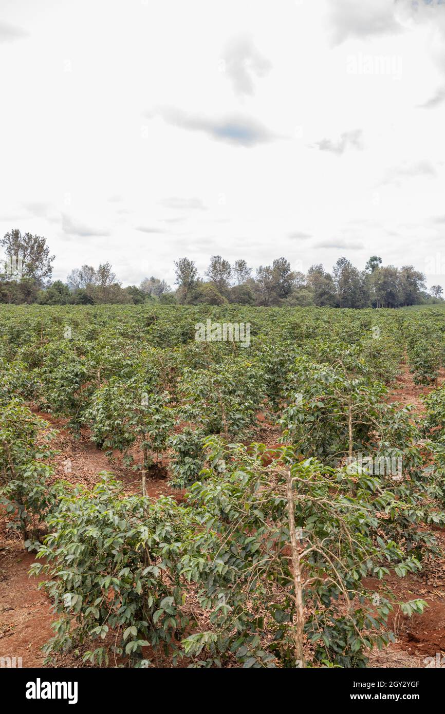 Coffee Beans Tree Farm in Ruiru Kiambu County Kenya Stock Photo - Alamy
